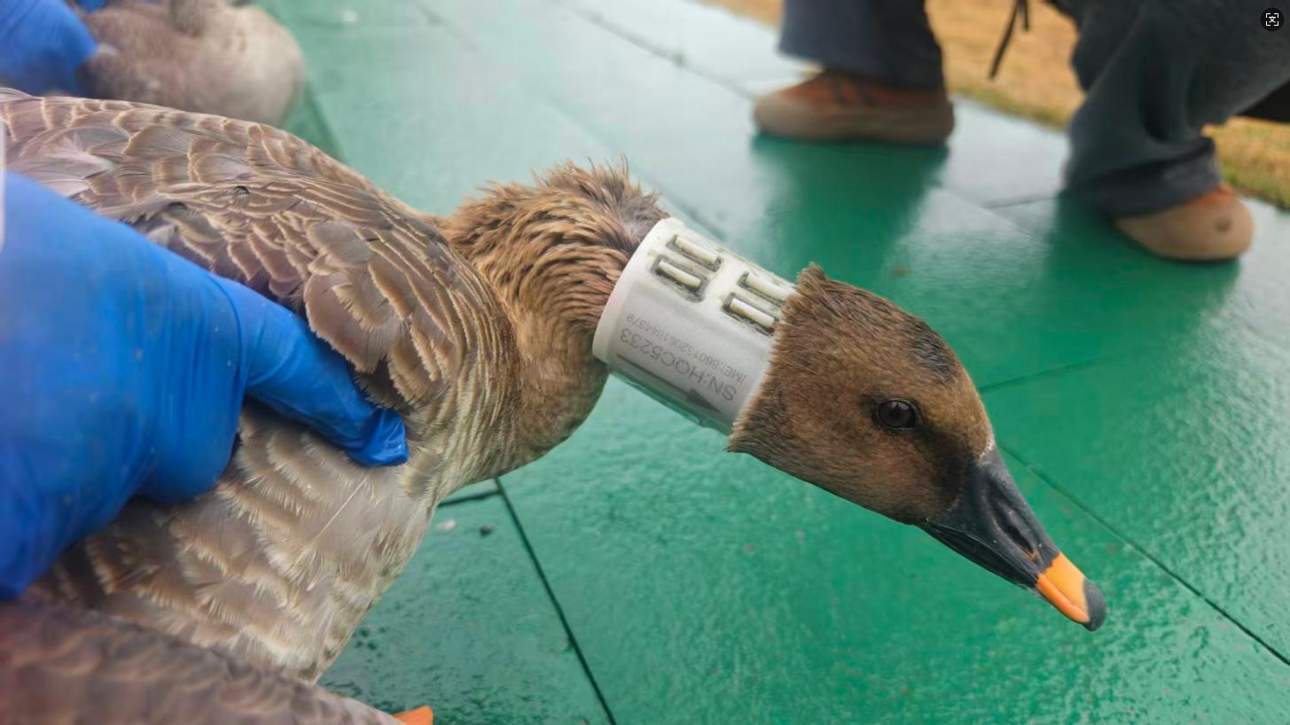 黄石阳新：环志追踪守护迁徙路 获救豆雁重返蓝天_长江云 - 湖北网络广播电视台官方网站